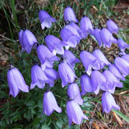 Earleaf Bellflower (Campanula Cochleariifolia) Plant Care & How to Grow ...