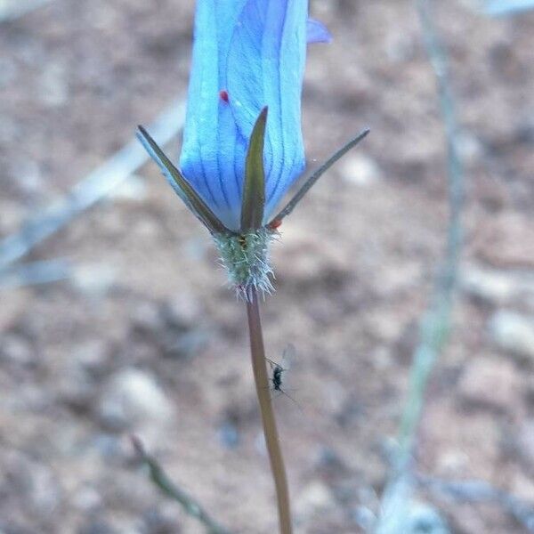 Campanula Decumbens Care Guide: Water, Soil & Propagation - Plantiary