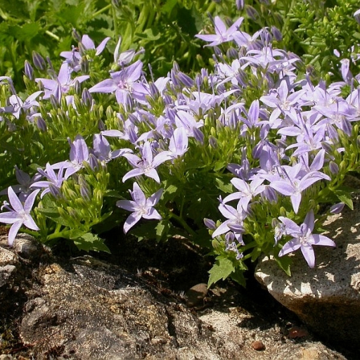 Adriatic Bellflower (Campanula Garganica) Plant Care & How to Grow, Water