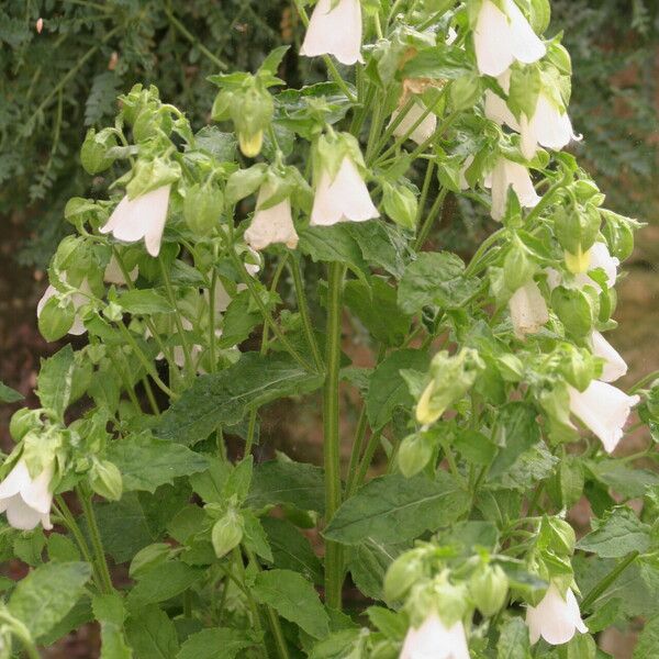 Ringed Bellflower (Campanula Hofmannii) Care Guide: Water, Soil ...