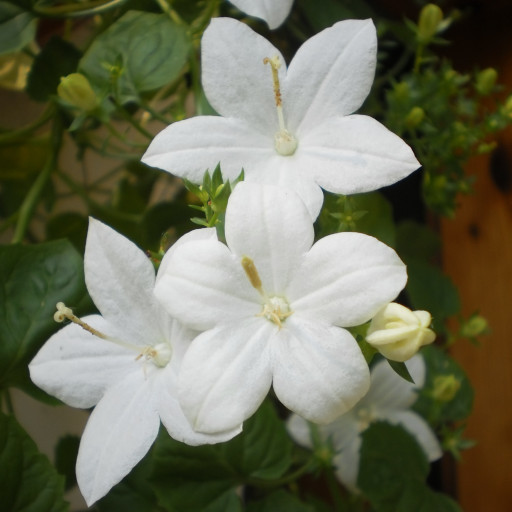 Falling-Stars (Campanula Isophylla) Plant Care & How to Grow, Water
