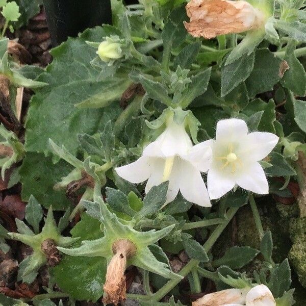 Kakhetian Bellflower (Campanula Kachethica) Care Guide: Water, Soil ...