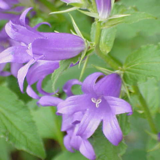 Giant Bellflower (Campanula Latifolia) Care Guide: Water, Soil ...