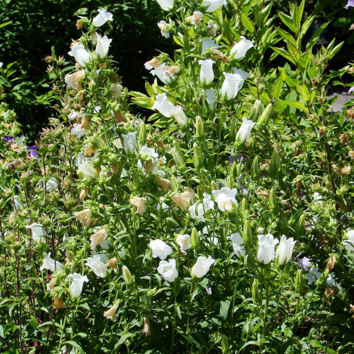 Canterbury Bells (Campanula Medium) Plant Care & How to Grow, Water