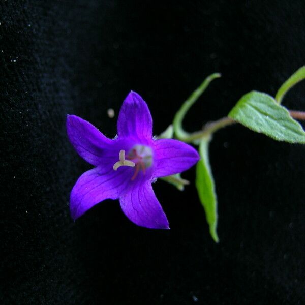 Purple Bellflower (Campanula Pallida) Care Guide: Water, Soil ...