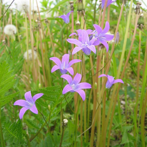 Spreading Bellflower (Campanula Patula) Plant Care & How to Grow, Water