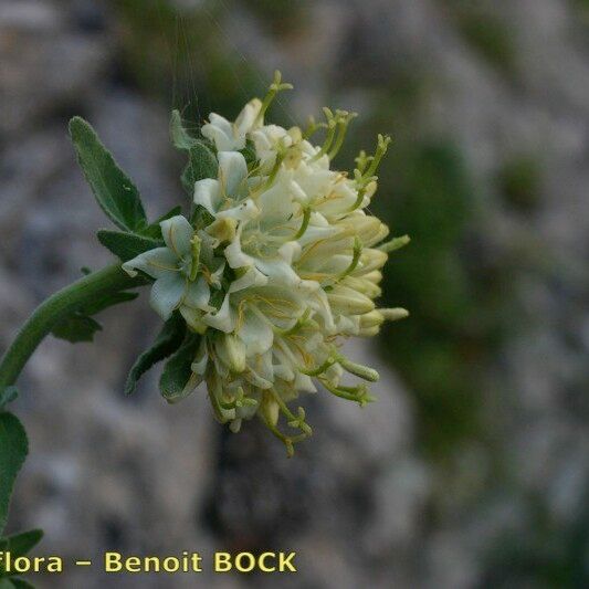 Rock Bellflower (Campanula Petraea) Care Guide: Water, Soil ...