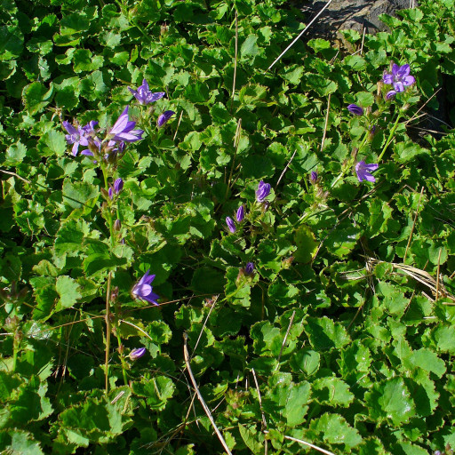 Trailing Bellflower (Campanula Poscharskyana) Plant Care & How to Grow ...