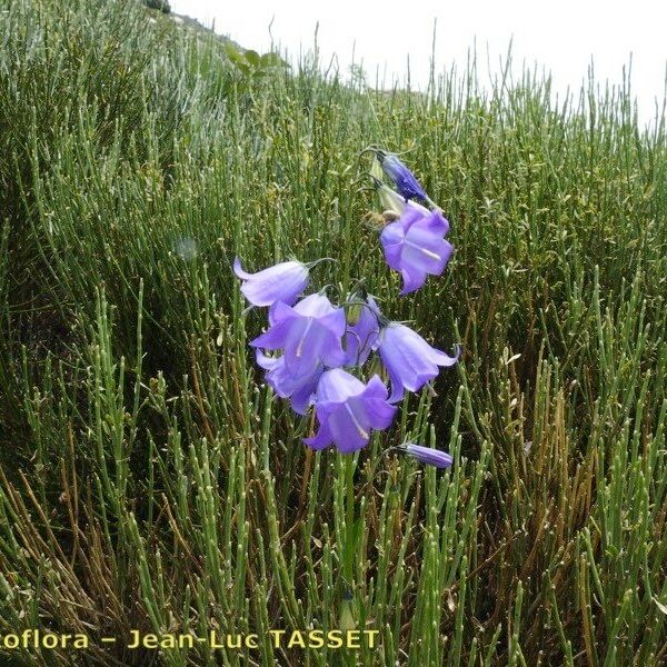 Campanula Precatoria Plant Care & How to Grow, Water
