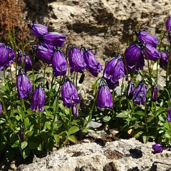 Solitary Harebell (Campanula Pulla) Plant Care & How to Grow, Water