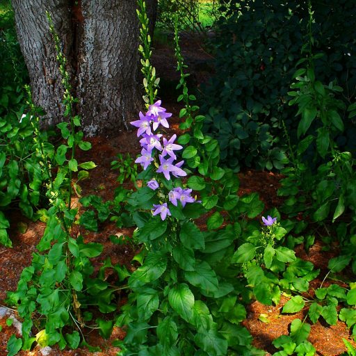 Chimney Bellflower (Campanula Pyramidalis) Plant Care & How to Grow, Water