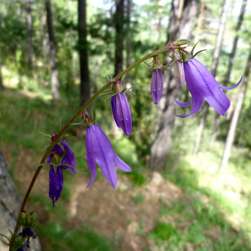Creeping Bellflower (Campanula Rapunculoides) Plant Care & How to Grow ...