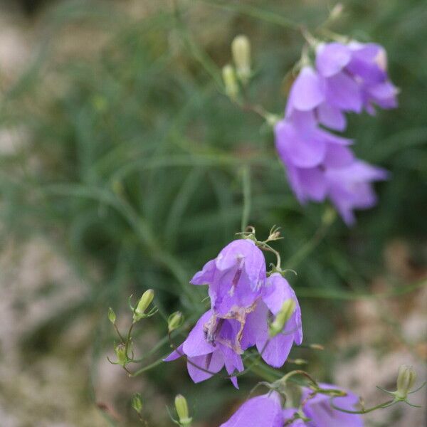 Savona Hare-Bell (Campanula Sabatia) Plant Care & How to Grow, Water
