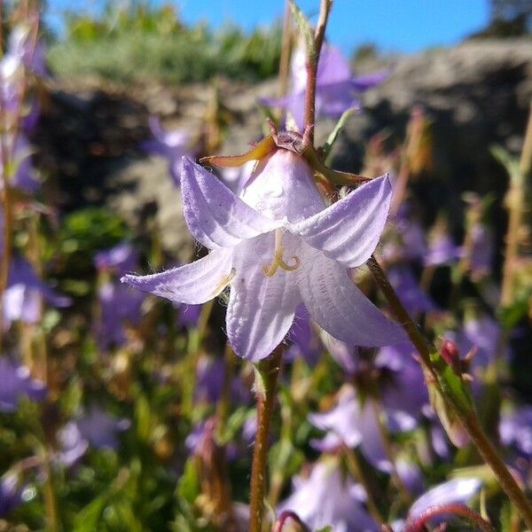 Georgian Bellflower (Campanula Sarmatica) Plant Care & How to Grow, Water