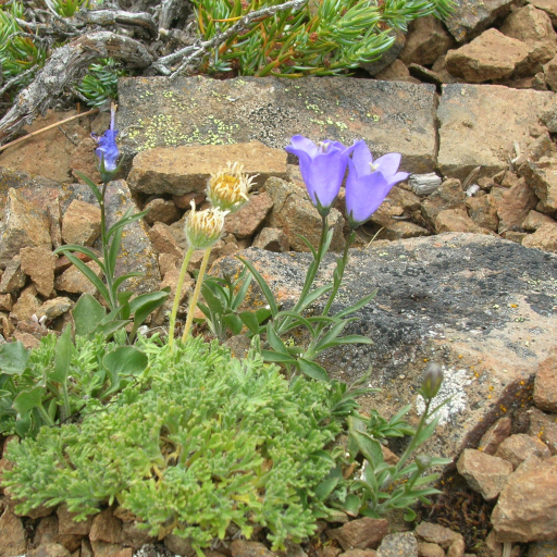 Downy Alpine Bellflower (Campanula Scabrella) Plant Care & How to Grow ...