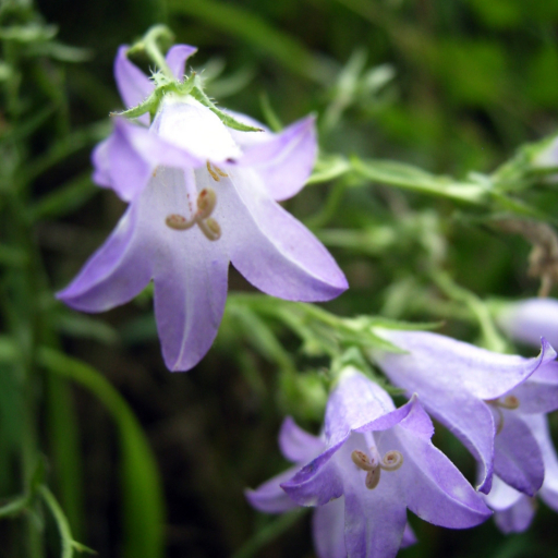 Siberian Bellflower (Campanula Sibirica) Plant Care & How to Grow, Water
