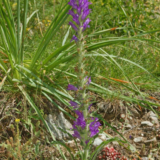 Spiked Bellflower (Campanula Spicata) Plant Care & How to Grow, Water