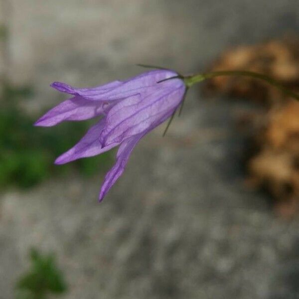 Cottian Bellflower (Campanula Stenocodon) Care Guide: Water, Soil ...