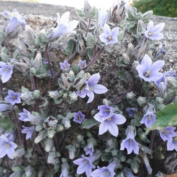 Campanula Tomentosa Plant Care & How to Grow, Water
