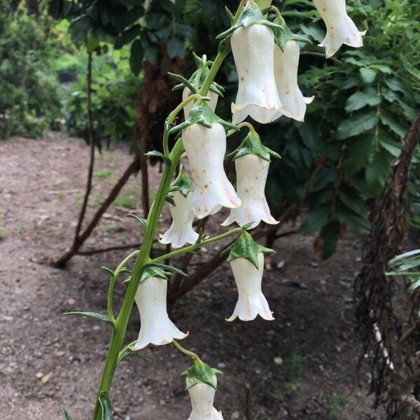 Azores Bellflower (Campanula Vidalii) Plant Care & How to Grow, Water
