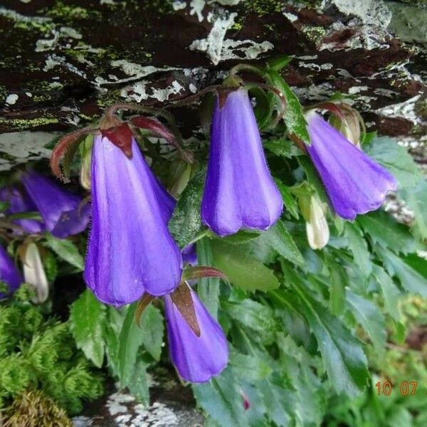 Campanula Wanneri Care Guide: Water, Soil & Propagation - Plantiary