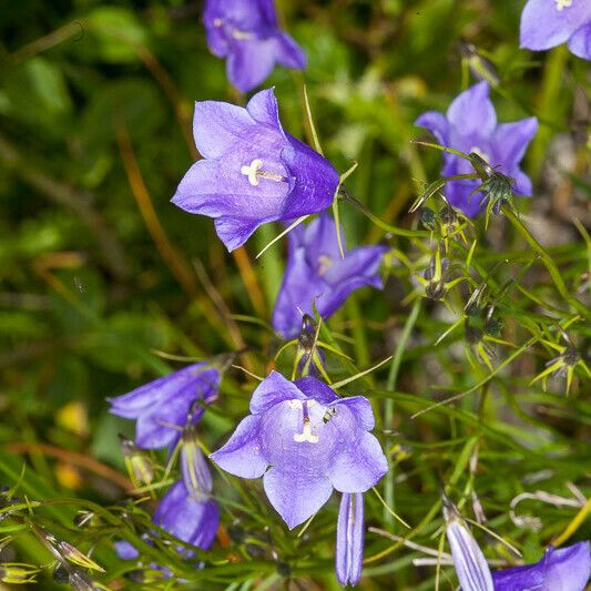 Paniculate Bellflower (Campanula Witasekiana) Care Guide: Water, Soil ...