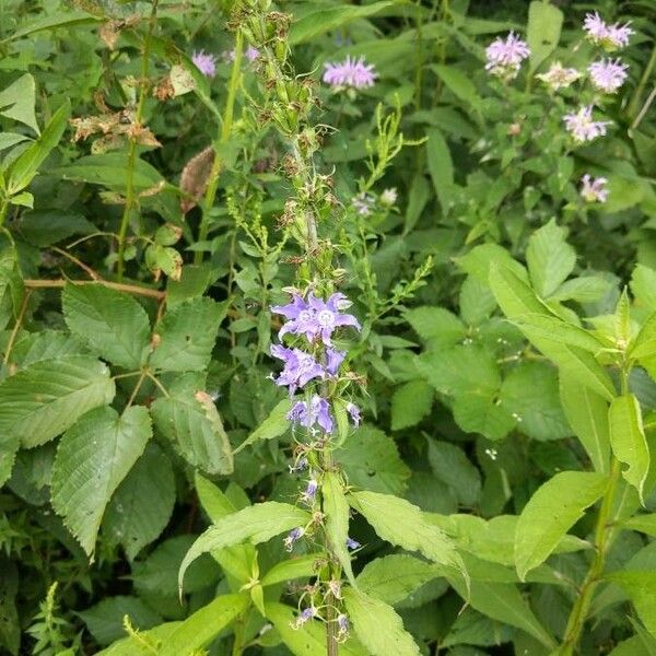 Tall Bellflower (Campanulastrum Americanum) Plant Care & How to Grow, Water
