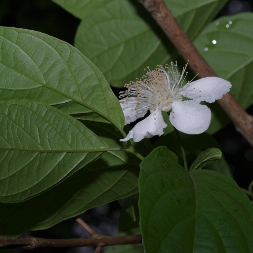 Campomanesia Grandiflora Plant Care & How to Grow, Water