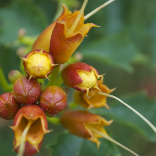 Trumpet Creeper (Campsis Radicans) Plant Care & How to Grow, Water