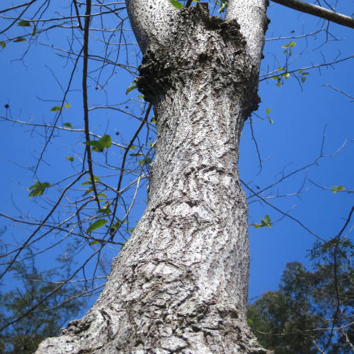 Happy Tree (Camptotheca Acuminata) Plant Care & How to Grow, Water