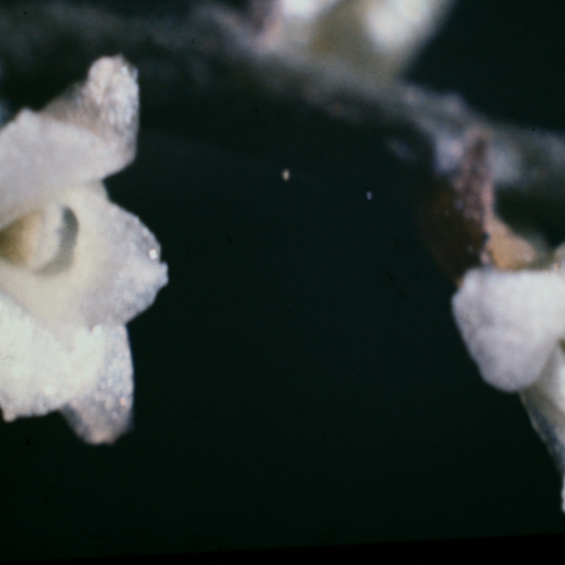 Arboreal Bentspur Orchid (Campylocentrum Fasciola) Care Guide: Water ...