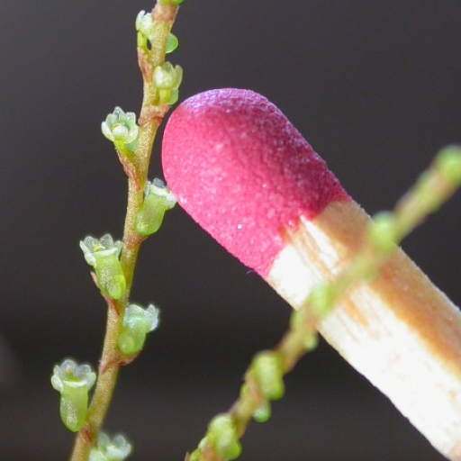 Campylocentrum Grisebachii Plant Care & How to Grow, Water