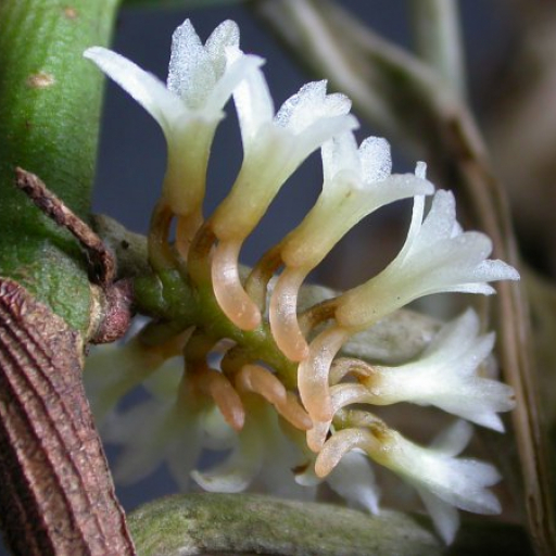 Fairy Bentspur Orchid (Campylocentrum Micranthum) Plant Care & How to ...