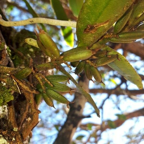 Campylocentrum Neglectum Plant Care & How to Grow, Water