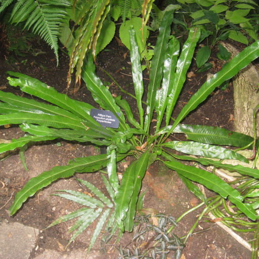 Green Foxtail (Setaria Viridis) Plant Care & How to Grow, Water