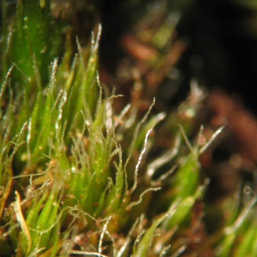 Heath Star-Moss (Campylopus Introflexus) Plant Care & How to Grow, Water