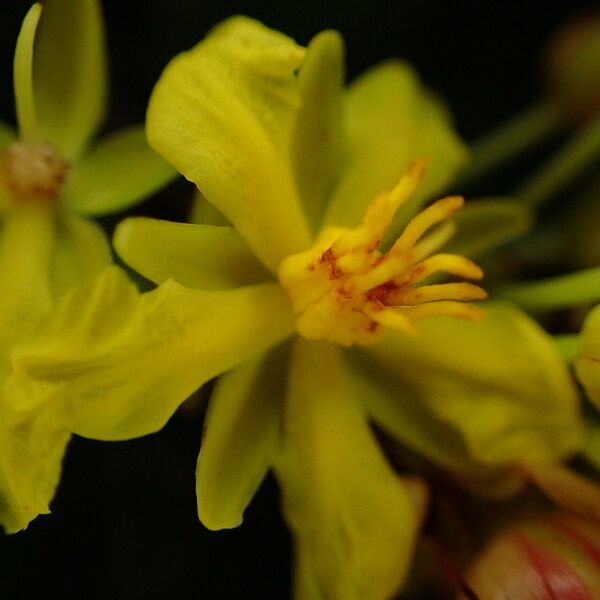 Campylospermum Glaucum Care Guide: Water, Soil & Propagation - Plantiary
