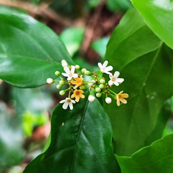 Campylostemon Angolensis Plant Care & How to Grow, Water