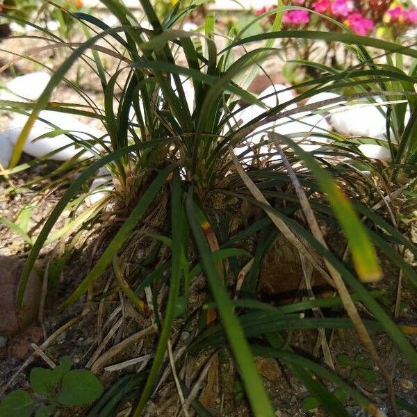 New Caledonia Campynemanthe (Campynemanthe Neocaledonica) Plant Care ...