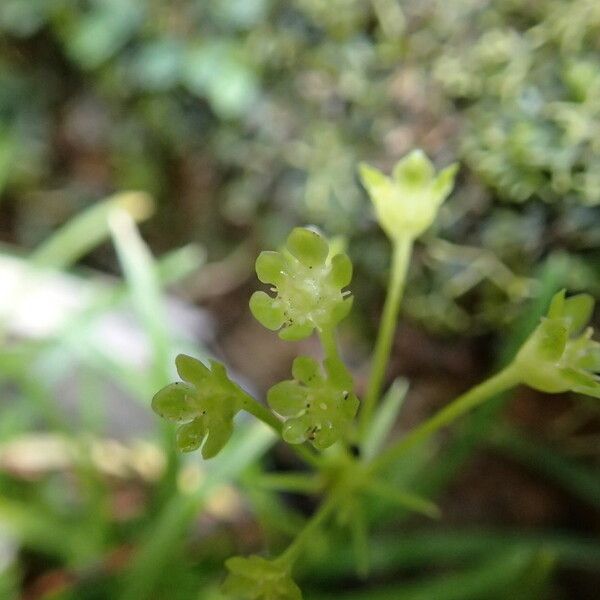 Campynemanthe Parva Care Guide: Water, Soil & Propagation - Plantiary
