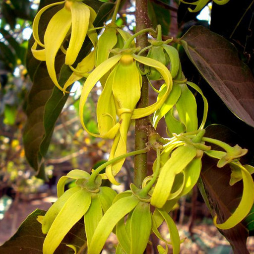 Ylang-Ylang (Cananga Odorata) Plant Care & How to Grow, Water