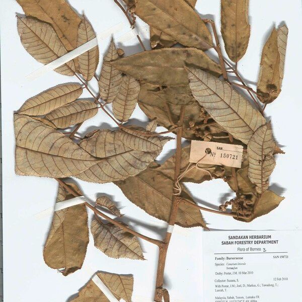 Canarium Littorale Plant Care & How to Grow, Water