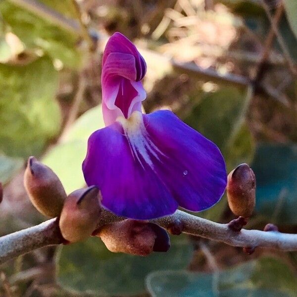 Brazilian Jackbean (Canavalia Brasiliensis) Plant Care & How to Grow, Water