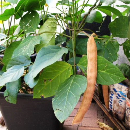 Horse-Bean (Canavalia Ensiformis) Plant Care & How to Grow, Water