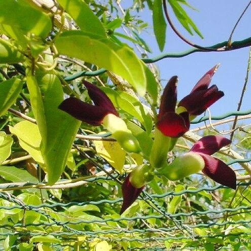 Canavalia Favieri Plant Care & How to Grow, Water