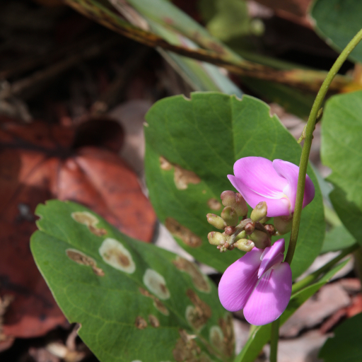 Bay-Bean (Canavalia Rosea) Plant Care & How to Grow, Water