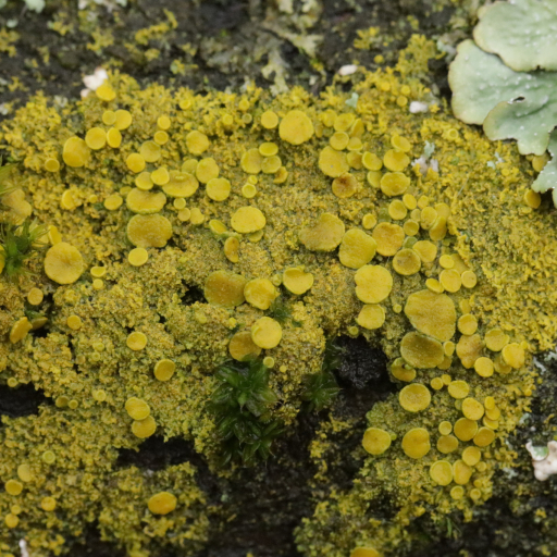 Lemon Lichen (Candelaria Concolor) Plant Care & How to Grow, Water