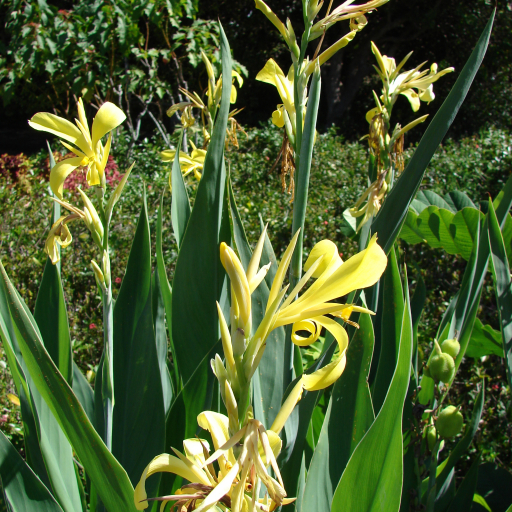 Louisiana Canna (Canna Glauca) Plant Care & How to Grow, Water
