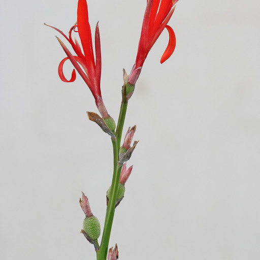 Canna Lily (Canna Indica) Plant Care & How to Grow, Water