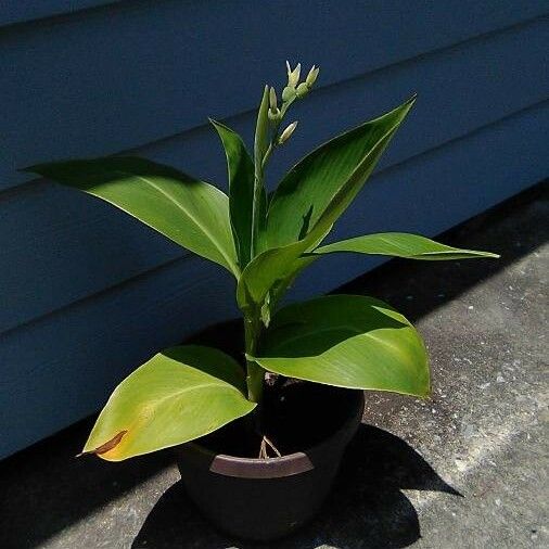 Orchid Canna (Canna × Orchioides) Care Guide: Water, Soil & Propagation ...